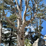 Chickadee Ridge via Tahoe Rim Trail, Nevada - 2,877 Reviews, Map ...