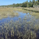 Cedar Point Tideland Trail, North Carolina - 773 Reviews, Map | AllTrails