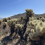 Dixie Mountain Loop Trail, Arizona - 3,424 Reviews, Map | AllTrails