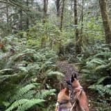 Weatherwax Trail, Washington - 294 Reviews, Map | AllTrails