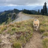 Tatoosh Ridge Trail, Washington - 443 Reviews, Map | AllTrails