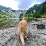 Tatoosh Ridge Trail, Washington - 443 Reviews, Map | AllTrails