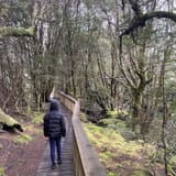 Enchanted Walk, Tasmania, Australia - 312 Reviews, Map | AllTrails