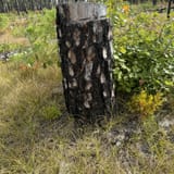 Batsto Lake Trail, New Jersey - 1,942 Reviews, Map | AllTrails