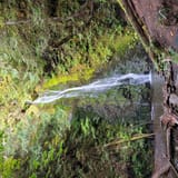 Madison Falls Trail, Washington - 2,129 Reviews, Map | AllTrails