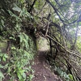 Manoa Cliff Trail, Oahu, Hawaii - 799 Reviews, Map | AllTrails