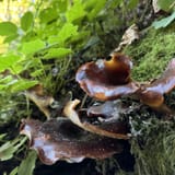 Seahurst Park Loop Trail, Washington - 897 Reviews, Map | AllTrails