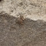 Fatmans Loop Trail, Arizona - 5,937 Reviews, Map | AllTrails