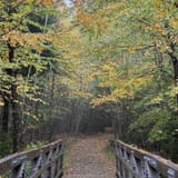 Limberlost Trail, Virginia - 976 Reviews, Map | AllTrails