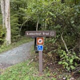 Limberlost Trail, Virginia - 976 Reviews, Map | AllTrails
