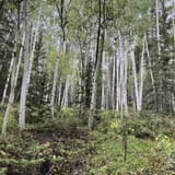 Tincup Pass OHV Route, Colorado - 122 Reviews, Map | AllTrails