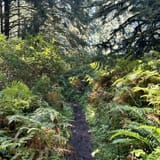 Clatsop Loop Trail from Indian Beach, Oregon - 3,241 Reviews, Map ...