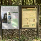 Tall Trees Grove Loop Trail, California - 2,698 Reviews, Map | AllTrails