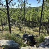 Longleaf Vista Interpretive Trail, Louisiana - 306 Reviews, Map | AllTrails