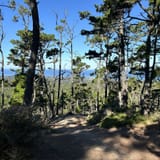 Huckleberry Hill Loop, California - 877 Reviews, Map | AllTrails