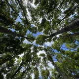 Wai Koa Loop Trail, Kaua'i, Hawaii - 1,823 Reviews, Map | AllTrails