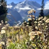 Silver Forest Trail, Washington - 565 Reviews, Map | AllTrails