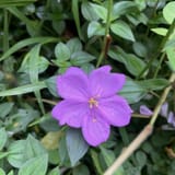 Wai Koa Loop Trail, Kaua'i, Hawaii - 1,823 Reviews, Map | AllTrails