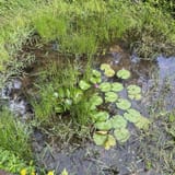 Wai Koa Loop Trail, Kaua'i, Hawaii - 1,823 Reviews, Map | AllTrails