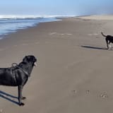 Bayocean Peninsula, Oregon - 710 Reviews, Map | AllTrails
