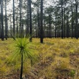 Green Swamp Preserve, North Carolina - 204 Reviews, Map | AllTrails
