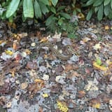 Wolf Rocks Trail, Pennsylvania - 1,569 Reviews, Map | AllTrails