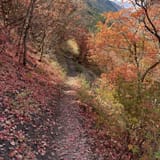 Crimson Trail, Utah - 1,520 Reviews, Map | AllTrails
