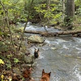 Mathews Arm Overall Run Trail, Virginia - 241 Reviews, Map | AllTrails