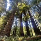Tall Trees Grove Loop Trail, California - 2,698 Reviews, Map | AllTrails