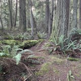 Ridge Loop Trail , Washington - 401 Reviews, Map | AllTrails