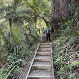 Cossey Massey Loop Track, Auckland, New Zealand - 889 Reviews, Map ...