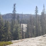 Muir Grove Trail, California - 411 Reviews, Map | AllTrails