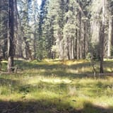 Muir Grove Trail, California - 411 Reviews, Map | AllTrails