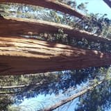 Muir Grove Trail, California - 411 Reviews, Map | AllTrails