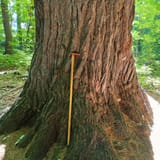 Gillies Grove Loop, Ontario, Canada - 90 Reviews, Map | AllTrails