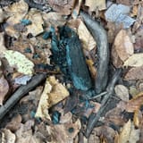 Sprague Brook Park Trail, New York - 1,461 Reviews, Map | AllTrails