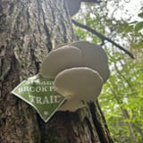 Sprague Brook Park Trail, New York - 1,461 Reviews, Map | AllTrails