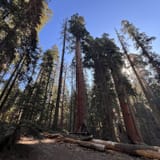 General Sherman Tree Trail, California - 3,731 Reviews, Map | AllTrails