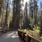 General Sherman Tree Trail, California - 3,731 Reviews, Map | AllTrails
