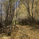 Triple Tree Trail, Montana - 1,406 Reviews, Map | AllTrails