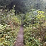 Shady Lane Trail, Washington - 161 Reviews, Map | AllTrails