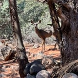 Hangover Trail, Arizona - 2,114 Reviews, Map | AllTrails