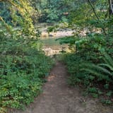 Wilson River Trail, Oregon - 822 Reviews, Map | AllTrails