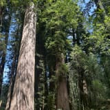Tall Trees Grove Loop Trail, California - 2,697 Reviews, Map | AllTrails