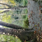 Northern State Recreation Area Loop, Washington - 561 Reviews, Map ...