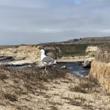 Old Cove Landing Trail, California - 4,160 Reviews, Map | AllTrails