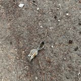 Chickadee Ridge via Tahoe Rim Trail, Nevada - 2,877 Reviews, Map ...