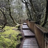 Enchanted Walk, Tasmania, Australia - 319 Reviews, Map | AllTrails
