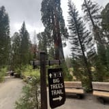 Big Trees Trail, California - 2,145 Reviews, Map | AllTrails