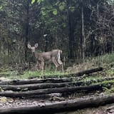 Tri-State Peak Trail, Tennessee - 1,022 Reviews, Map | AllTrails